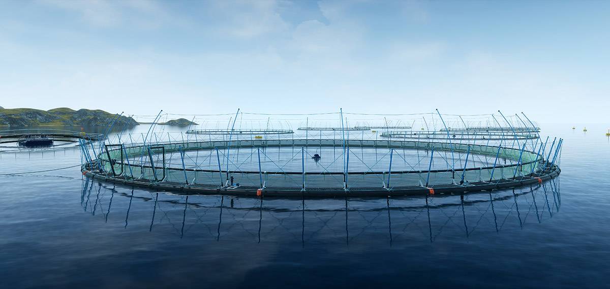 NZ King Salmon one step away from deep water farming