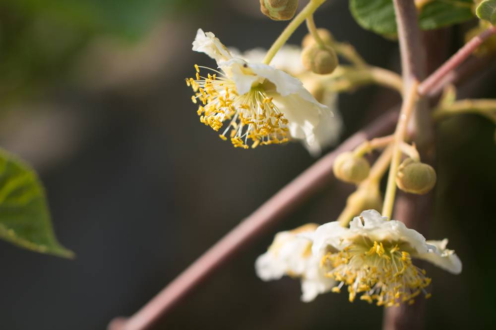 EPA rules in industry’s favour of Hi-Cane use