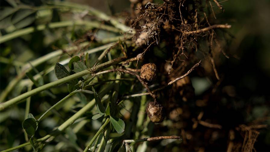 Northland Peanut Trials Testing Commercial Scalability