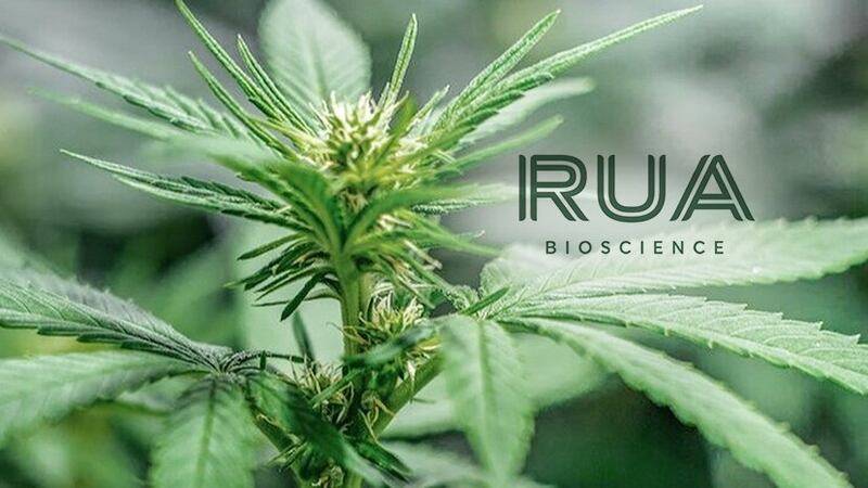 Medicinal cannabis company Rua Bioscience turns corner on growth