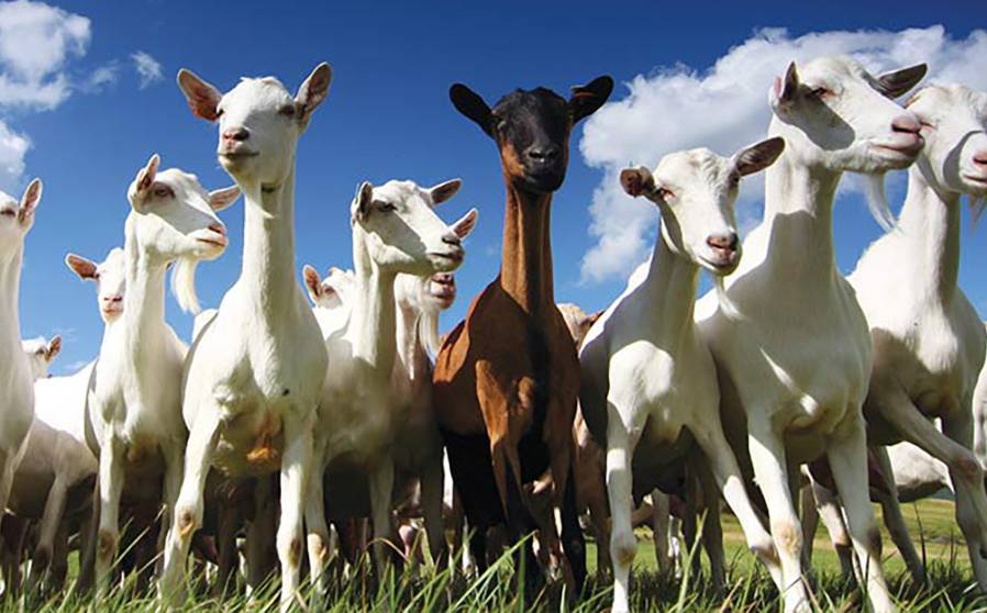 Question mark over $13m New Image buyback