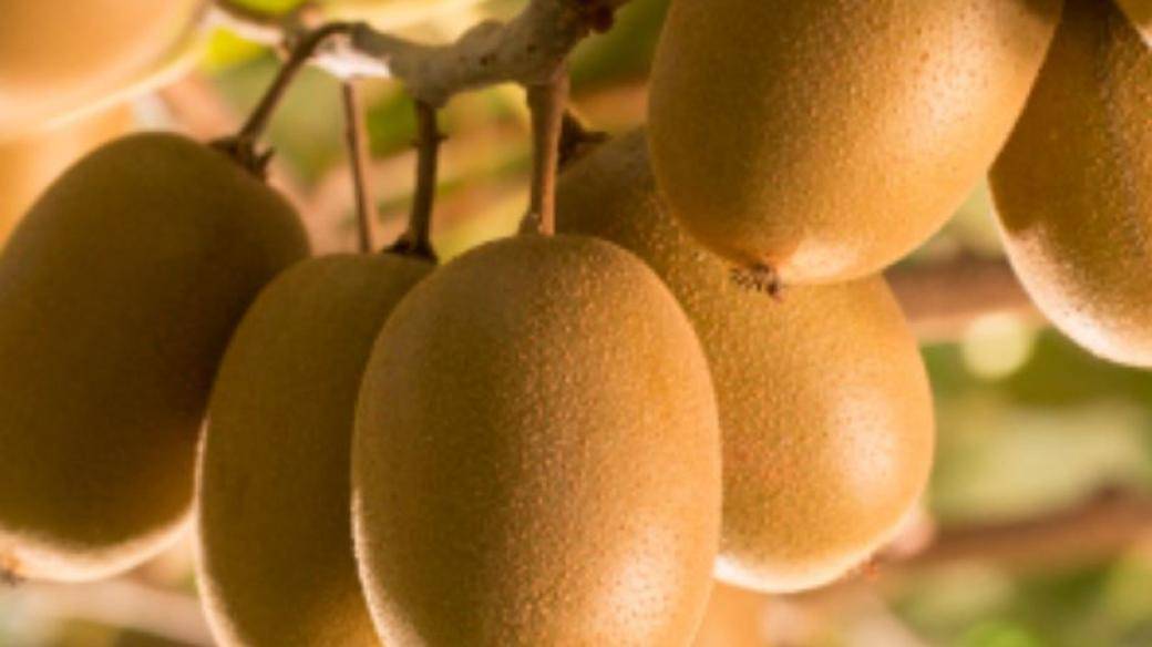 Seeka offloads more than $24m of Northland orchards