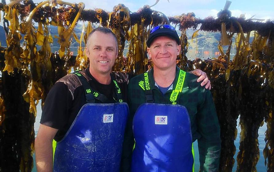 Government backs plan to export seaweed