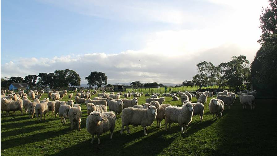 Scales enters European market with business investment