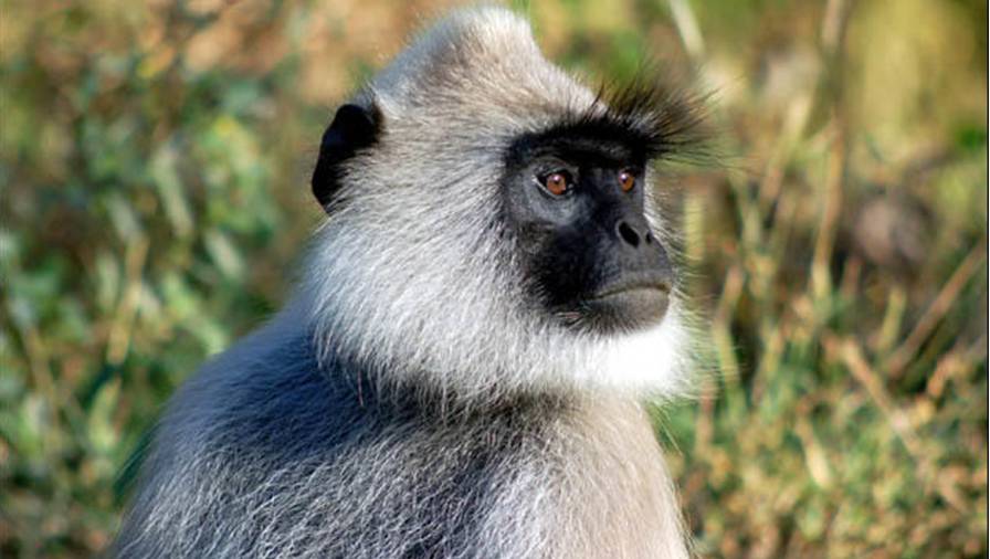 Discovery’s monkeys and mad scientists possible salvation for MediaWorks TV