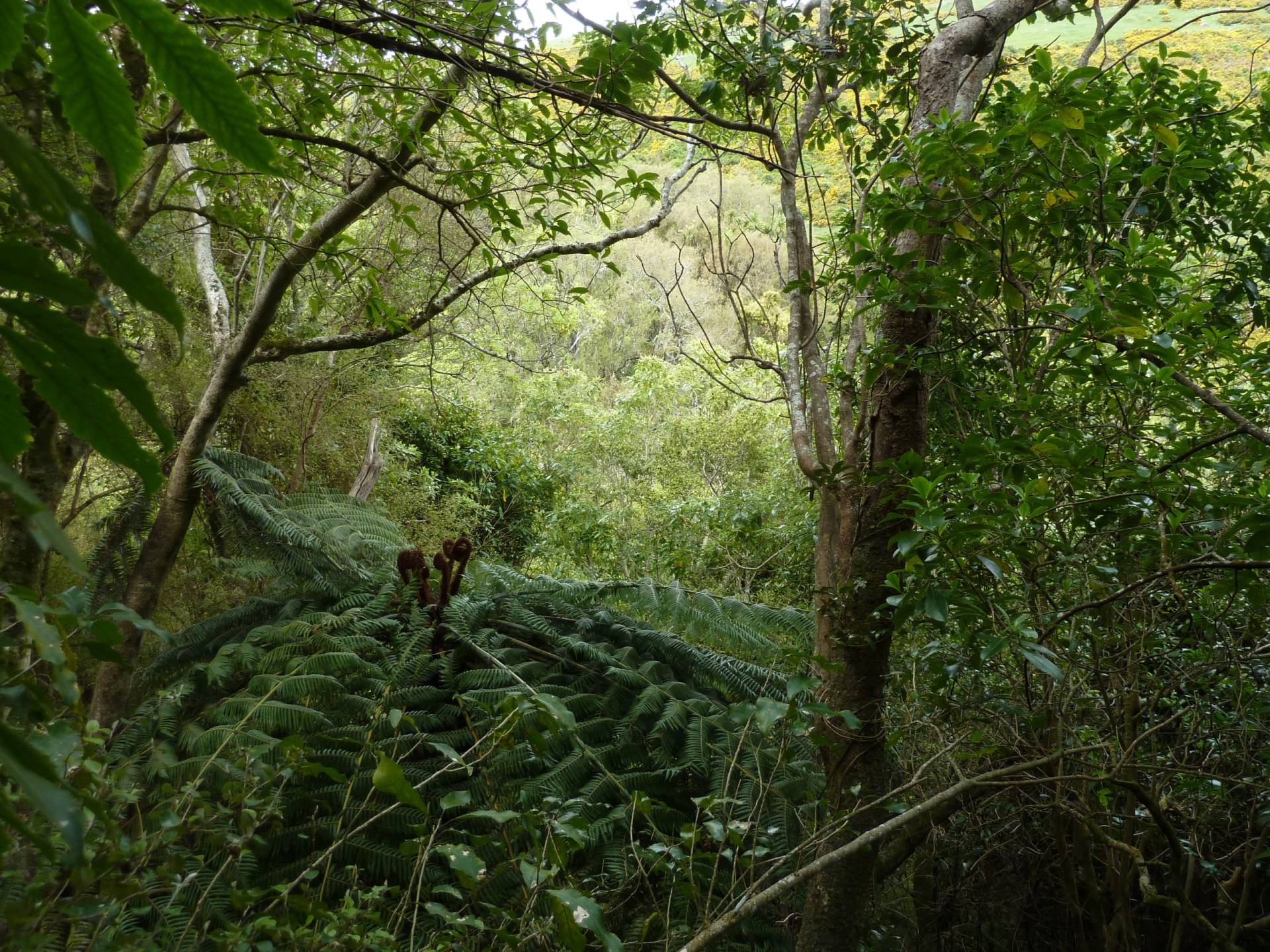 Business leaders push for sustainable native forestry industry