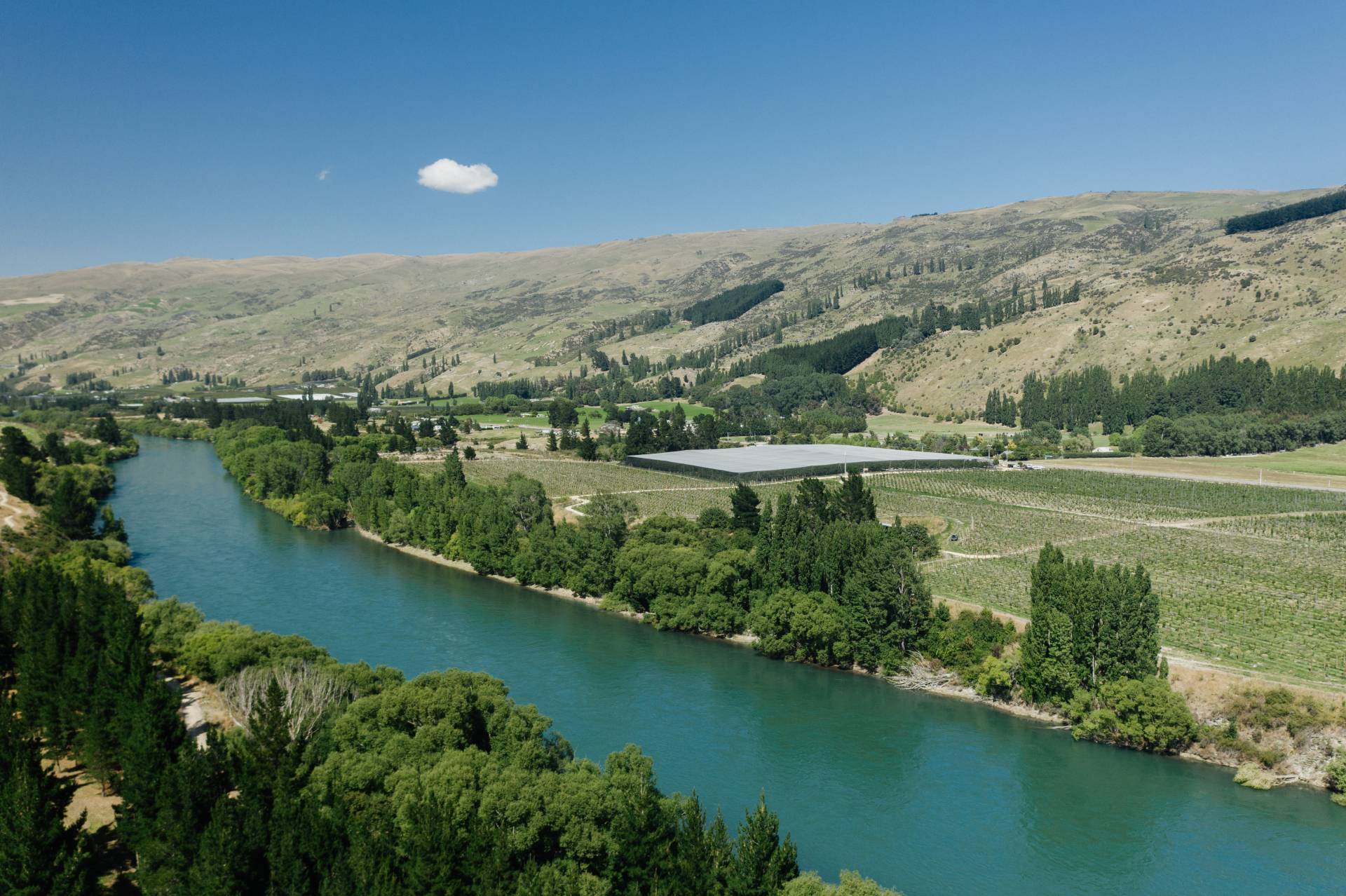 Rockit apple founder set to lose millions in cherry venture