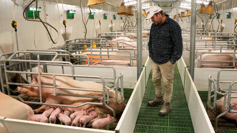 NZ Pork: draft welfare code could be lethal for piglets, industry