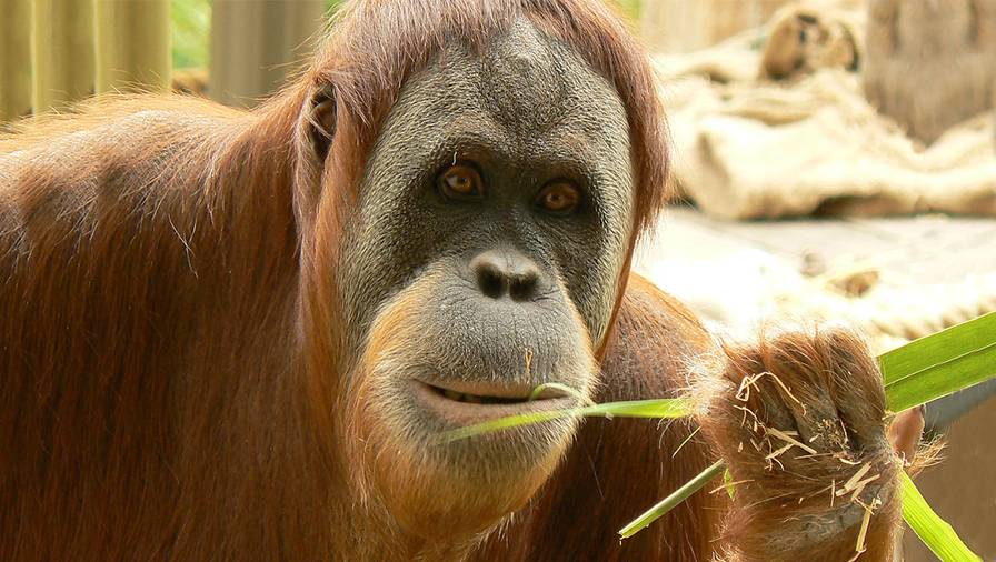 Monkey business afoot in palm oil