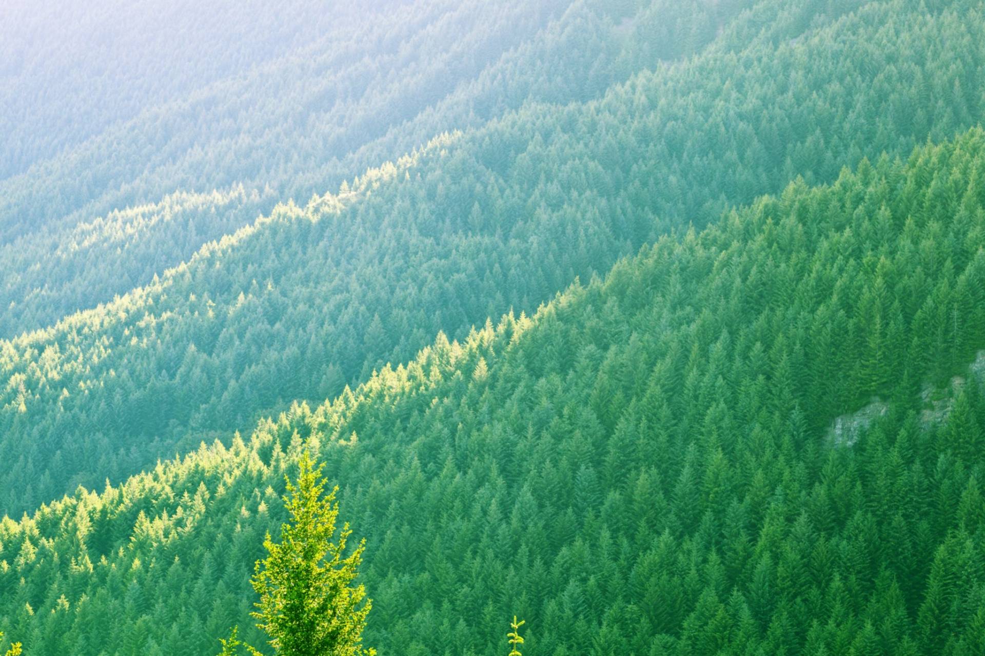 No tree-planting shortcuts to net zero for NZ, experts say