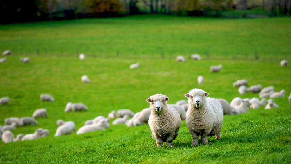 Govt commits to rural banking inquiry for ‘robust competition’