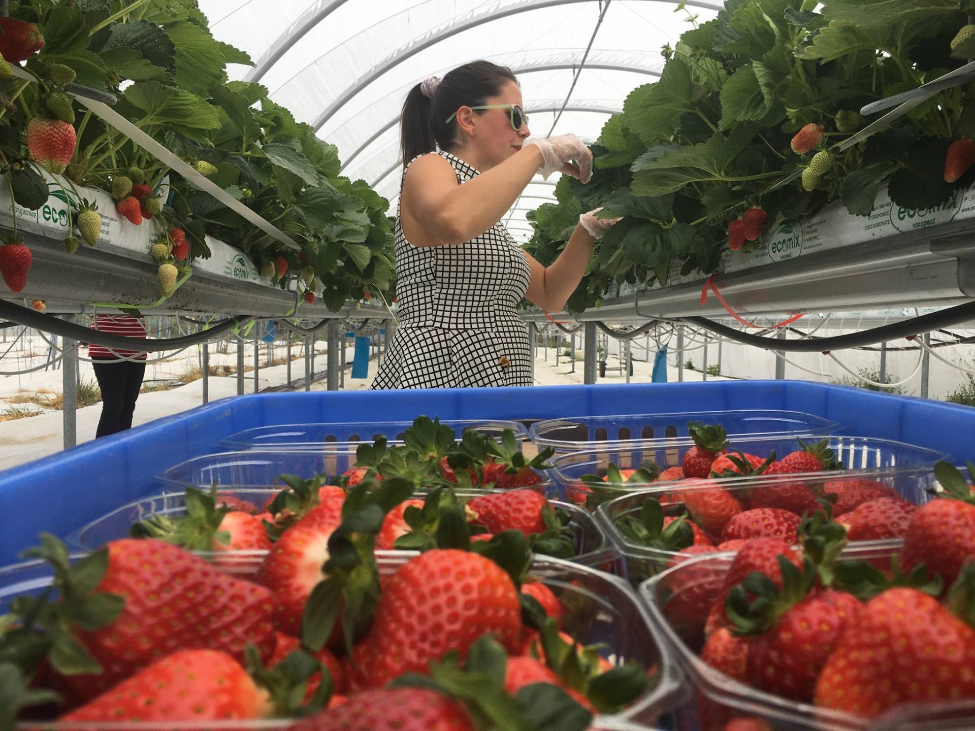 One of the country’s largest berry nurseries enters receivership