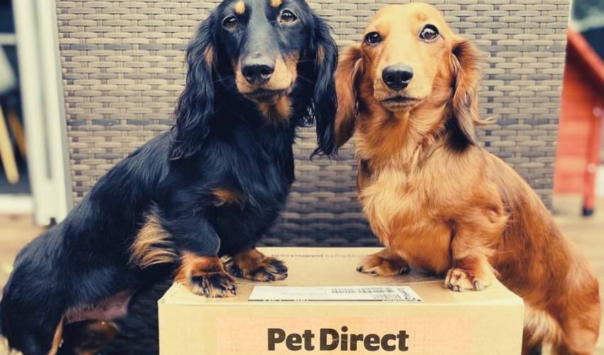 Petdirect gets a paw up from Pencarrow to grow retail arm