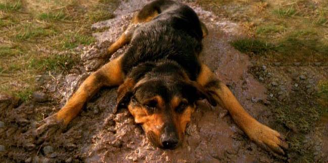 TV advertising: ‘The gig is up’