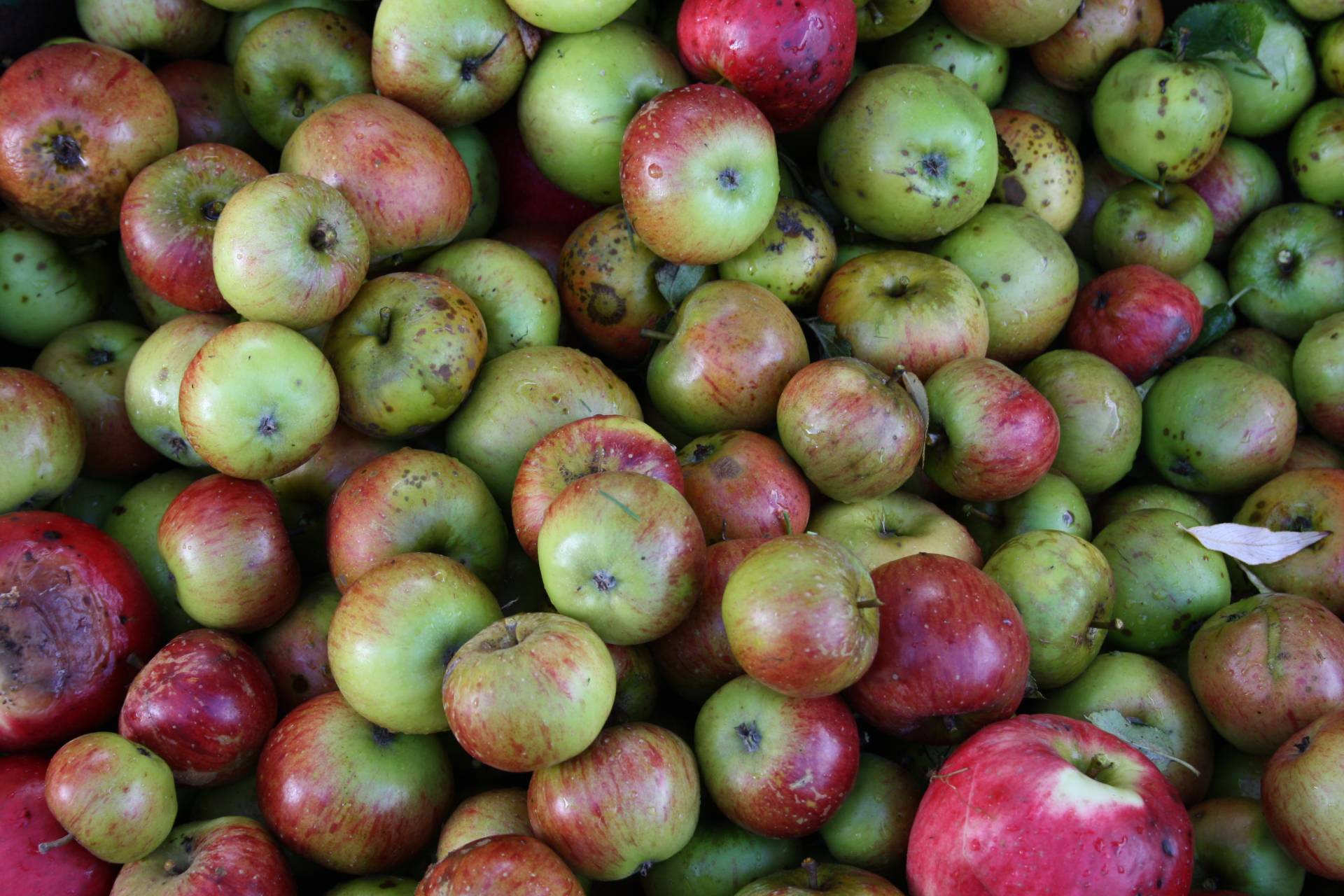 Local cider apples the seed of possible $1b export trade
