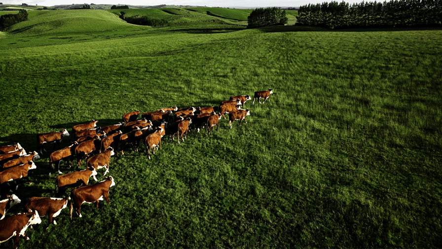 Agritech startup Ruminant BioTech raises $17m in Series A round