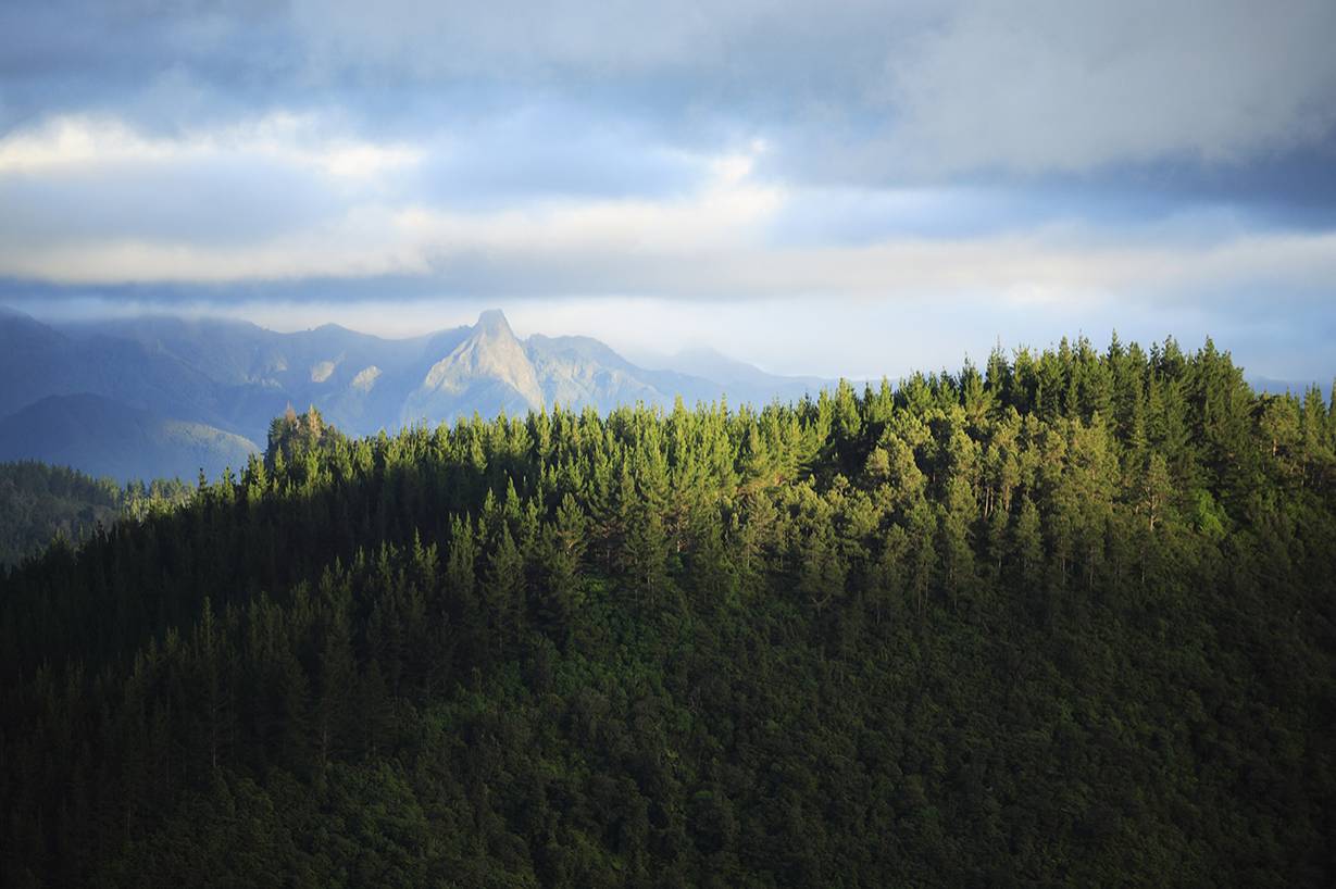 Rayonier exits NZ forestry business