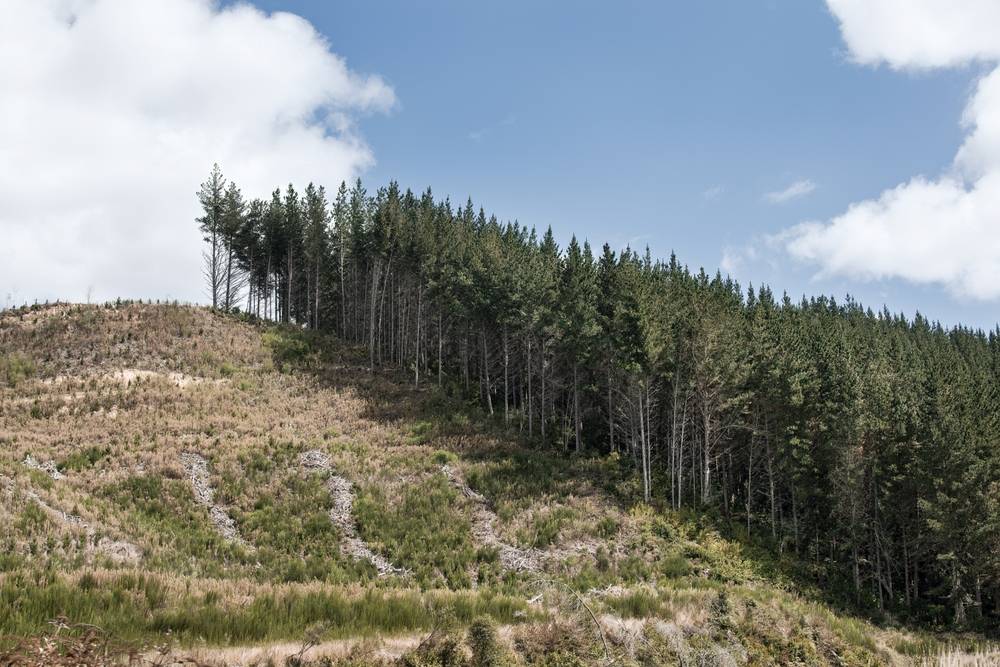 The beginning of the end for forestry in NZ