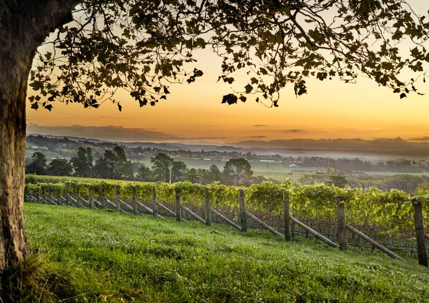 Te Awanga Estate and Hawke’s Bay wineries owe $8m