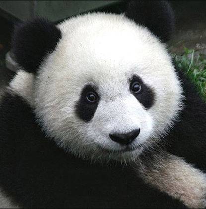 John Key ‘cuddles the panda’