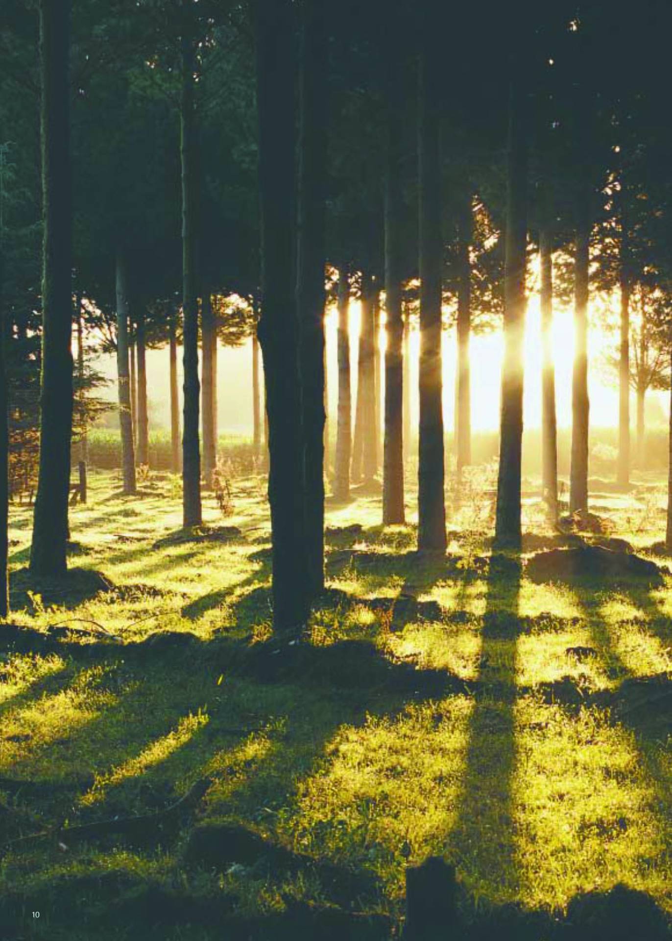 Northland forest changes hands again