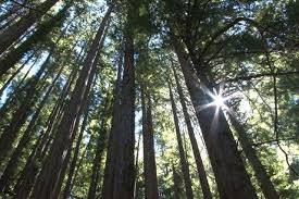 ETS proposal to make forestry carbon offsets less palatable