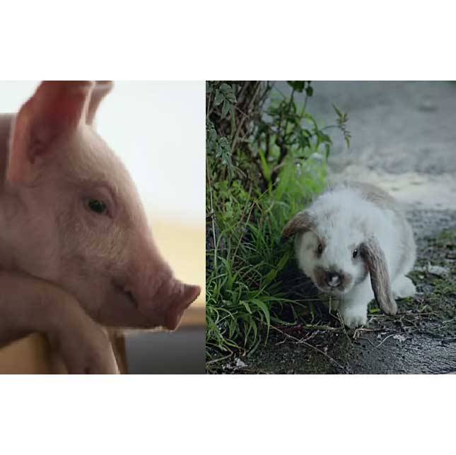 Who did it better? BP and Vodafone rescue lost animals in latest ads
