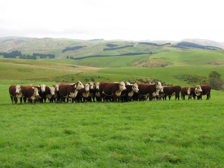NZ sheep, beef farmers reap higher output prices in September quarter