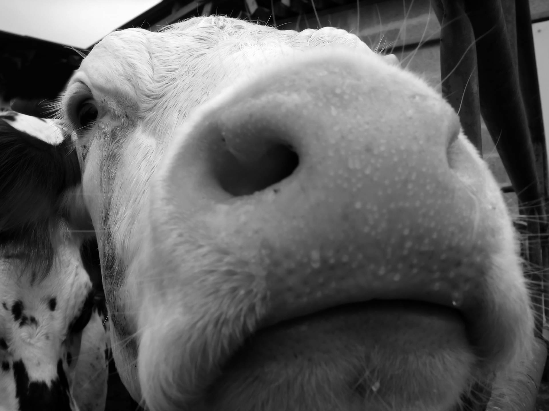 Fatter margins for dairy farmers fuel producer price inflation