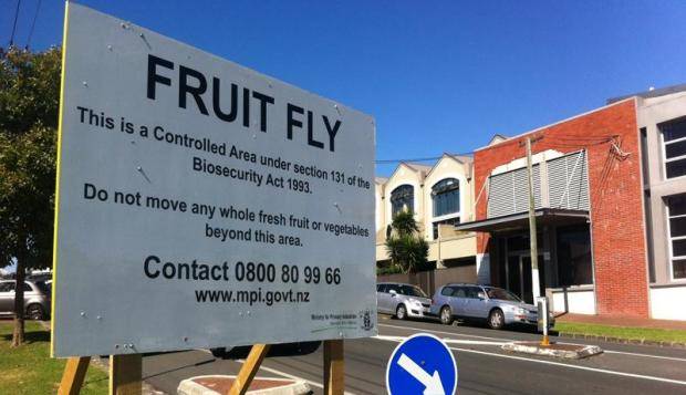 NZ at greater risk from growing fruit fly problem in Australia