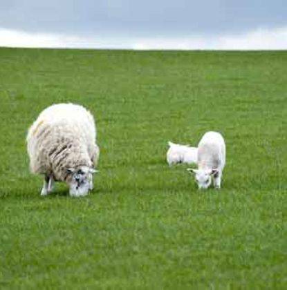 Lamb flap prices hit record high as slaughter rates decline