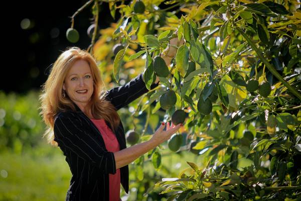 Avocado industry adds to research fund