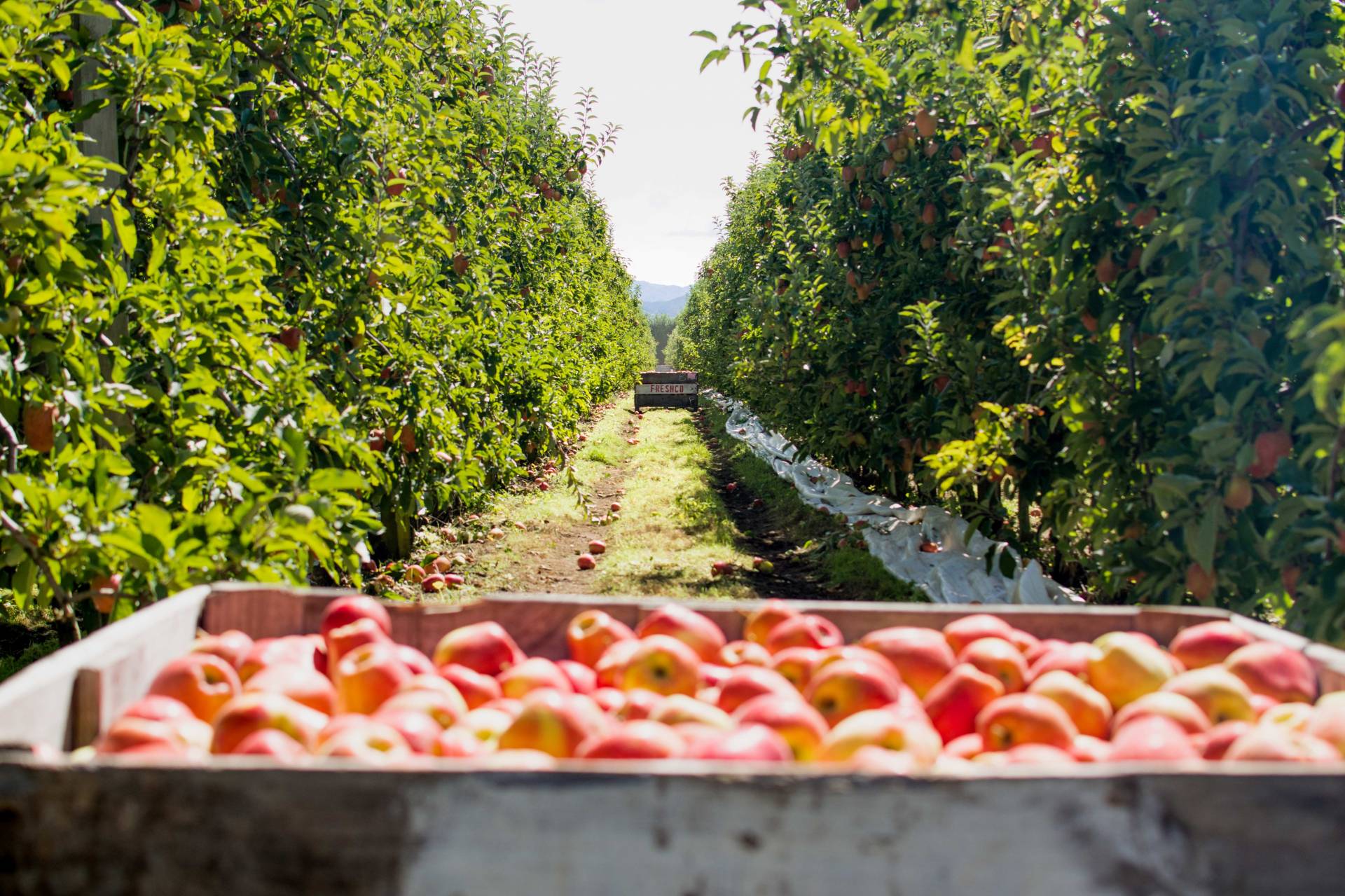 Māori claim for land & harm valued at $2b in Nelson ‘Tenths’ case